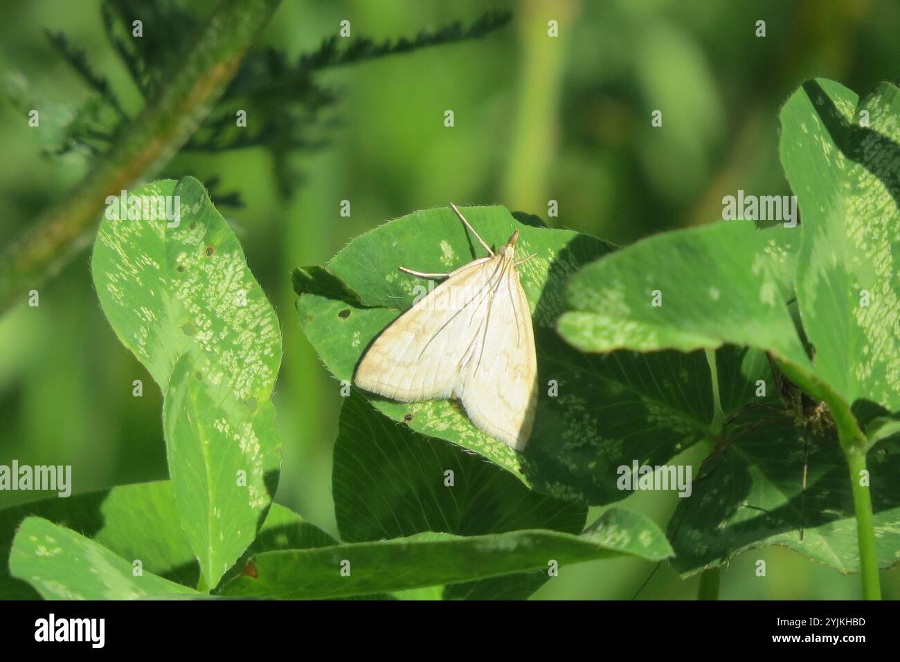 Pale Straw Pearl (Udea lutealis Stock Photo - Alamy