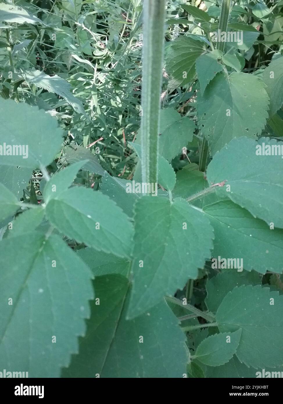 purple giant hyssop (Agastache scrophulariifolia Stock Photo - Alamy