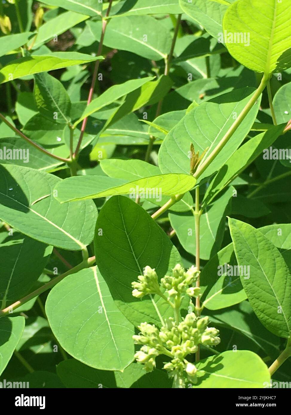 hemp dogbane (Apocynum cannabinum Stock Photo - Alamy
