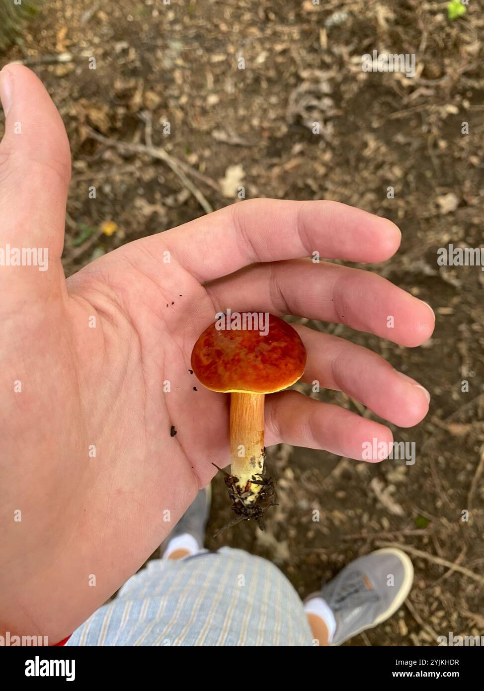 two-colored bolete (Baorangia bicolor Stock Photo - Alamy