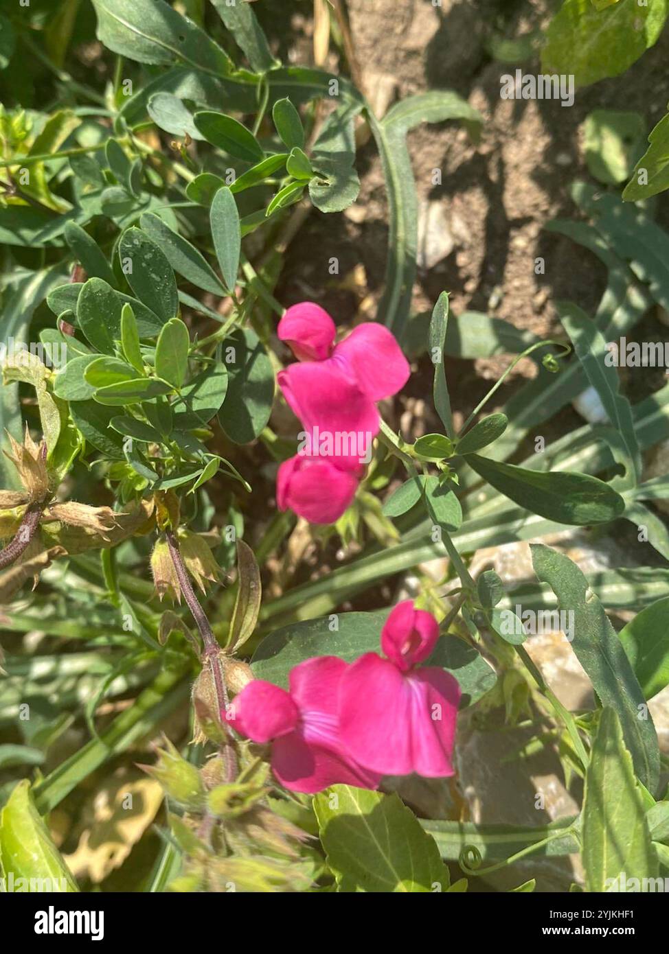 tuberous pea (Lathyrus tuberosus Stock Photo - Alamy