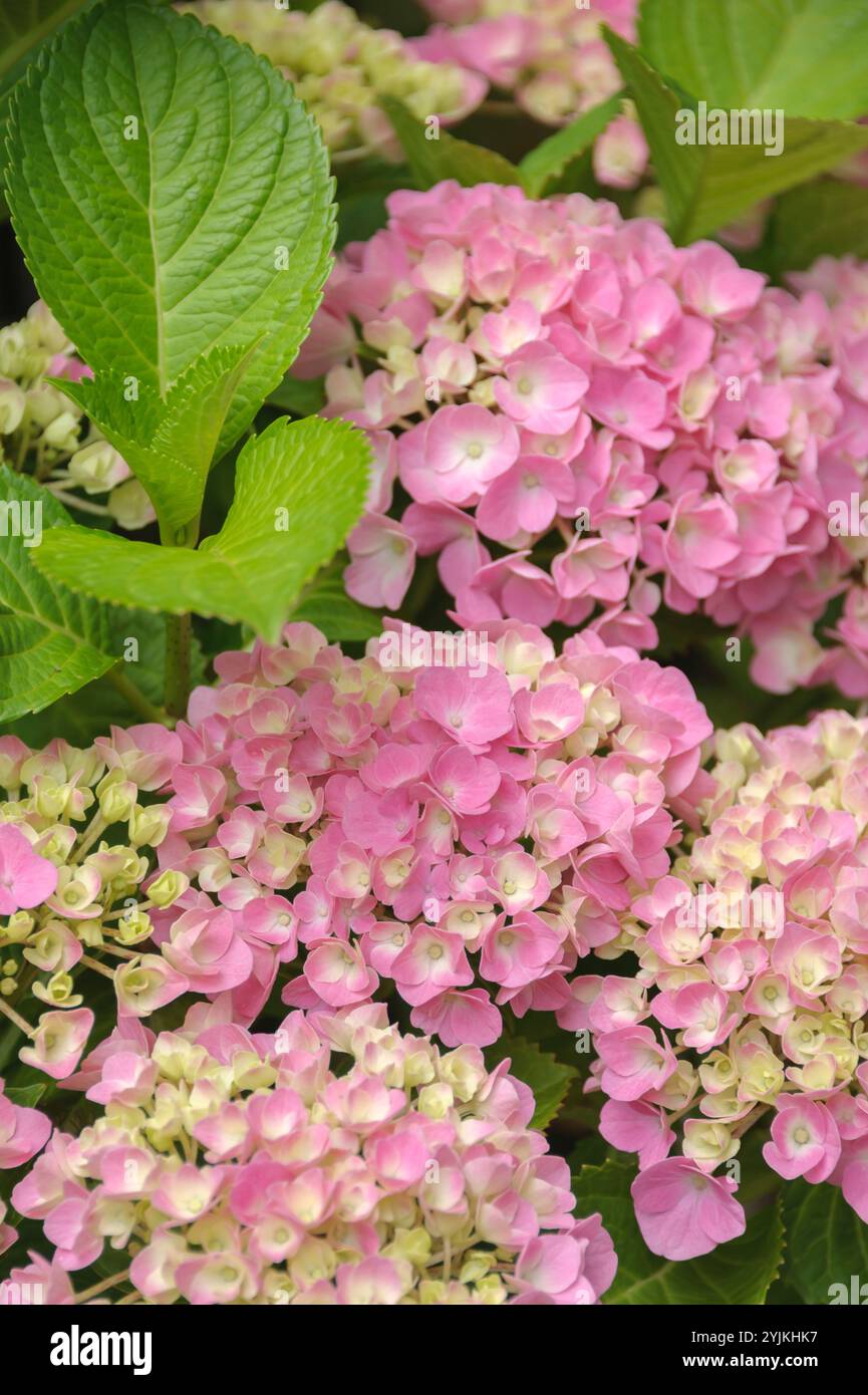 Garten-Hortensie, Hydrangea macrophylla FOREVER & EVER Pink,, Garden hydrangea Stock Photo - Alamy