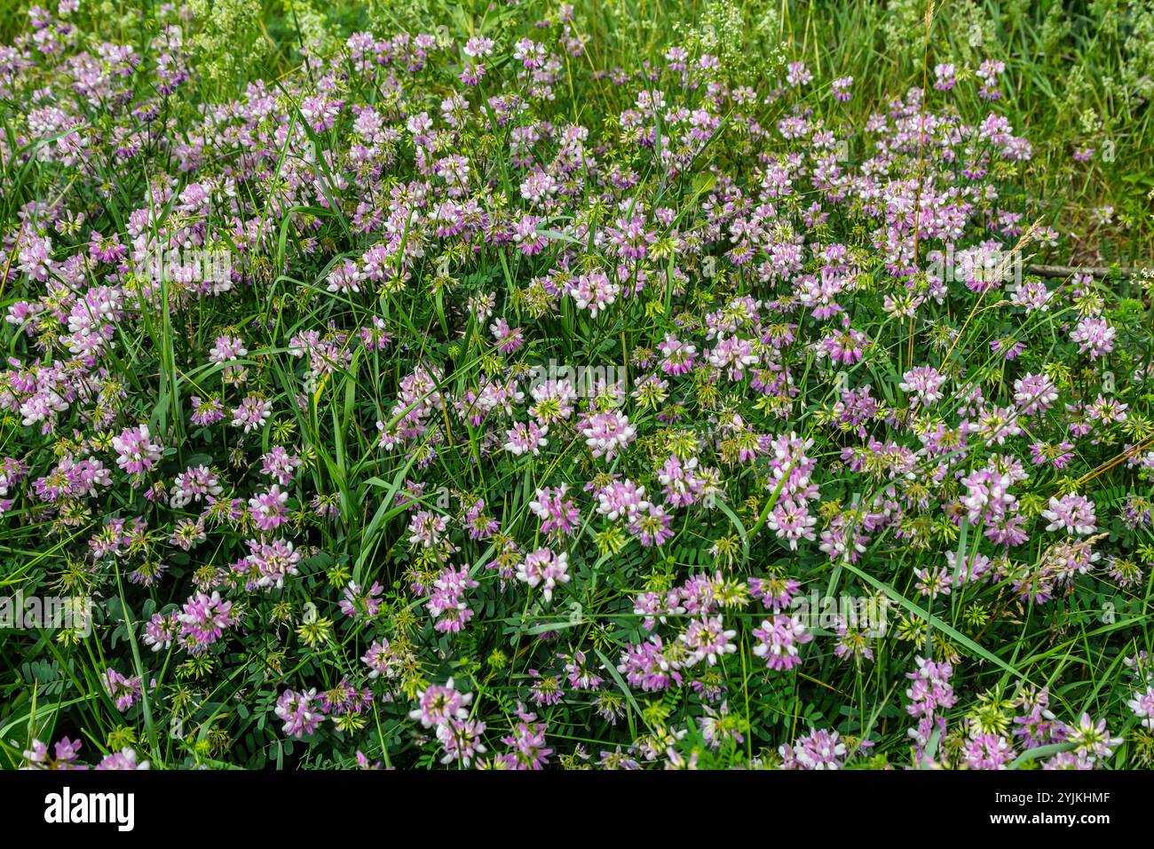 Purple crown vetch flowers hi-res stock photography and images - Alamy