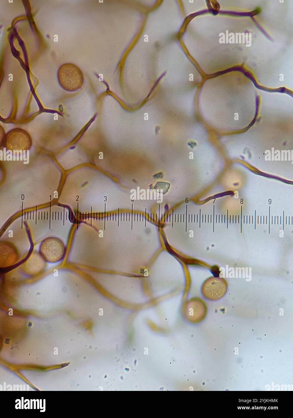 Comatricha elegans hi-res stock photography and images - Alamy