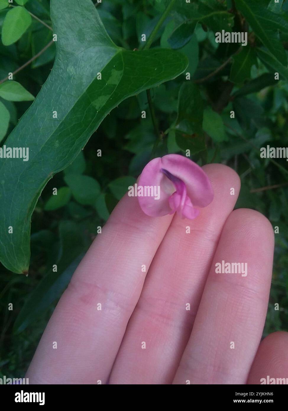 perennial wooly bean (Strophostyles umbellata Stock Photo - Alamy