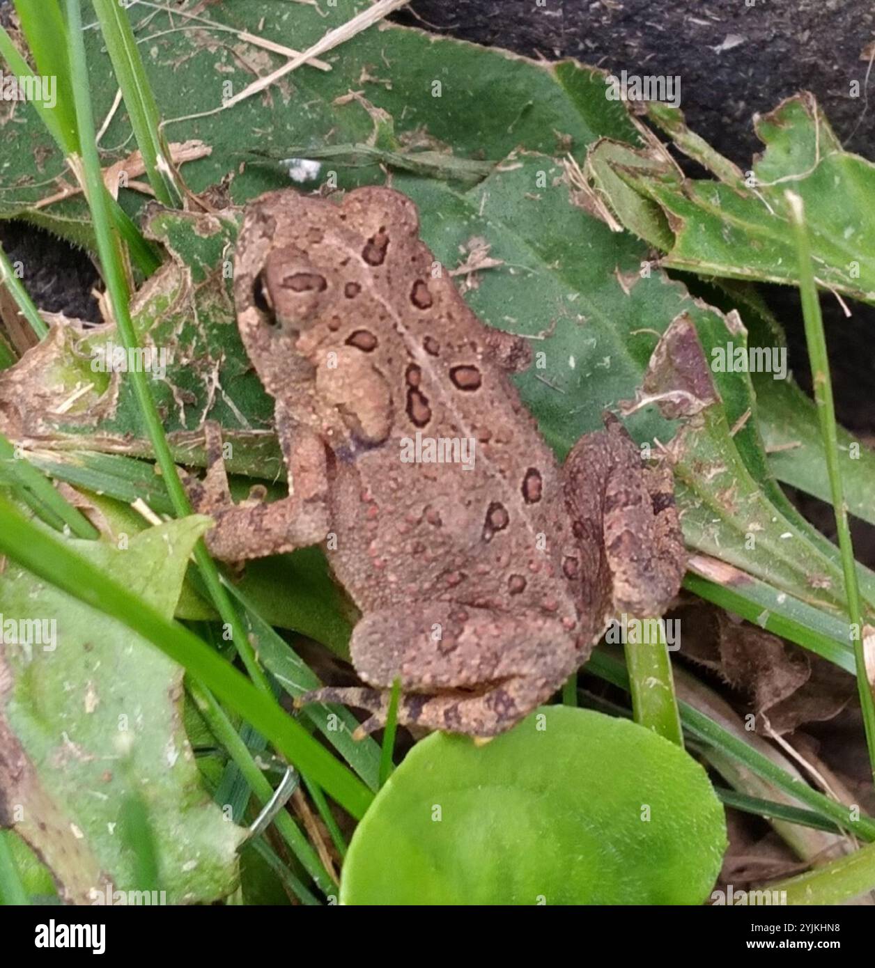 American Toad (Anaxyrus americanus Stock Photo - Alamy