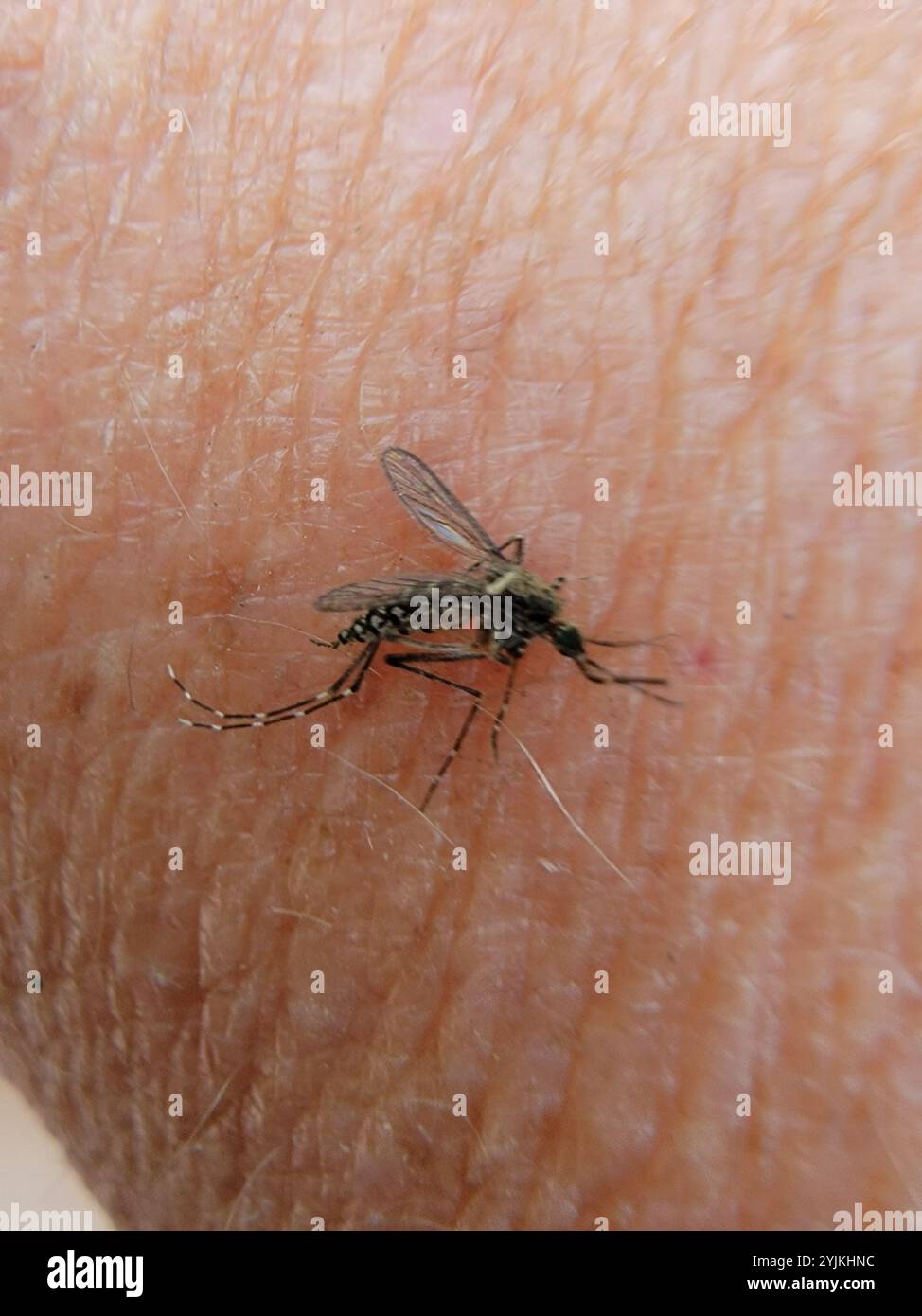 Black Saltmarsh Mosquito (Aedes taeniorhynchus Stock Photo - Alamy