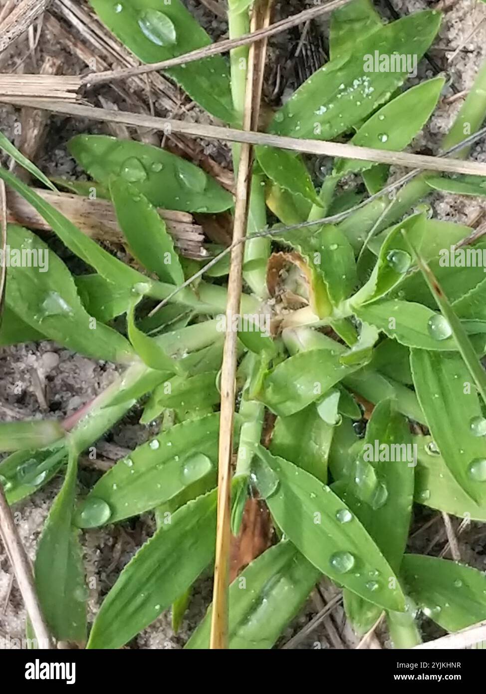 bristlegrasses, bluestems, paspalums, and allies (Panicoideae Stock ...
