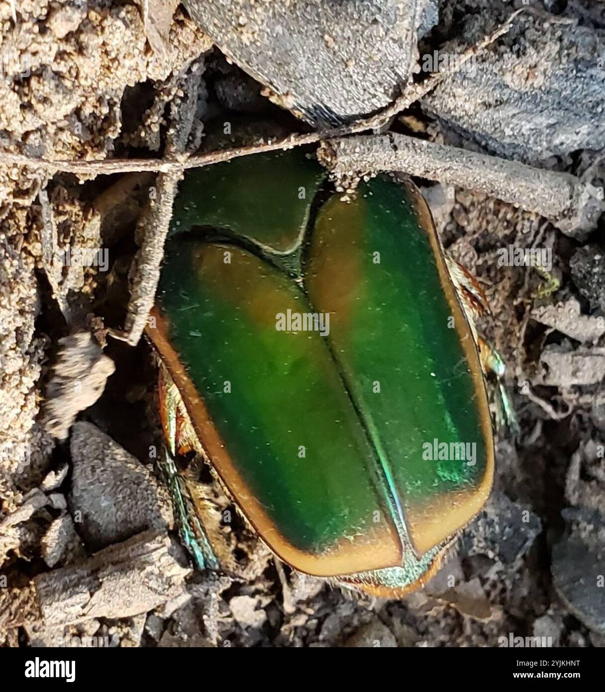 Common Green June Beetle (Cotinis nitida Stock Photo - Alamy
