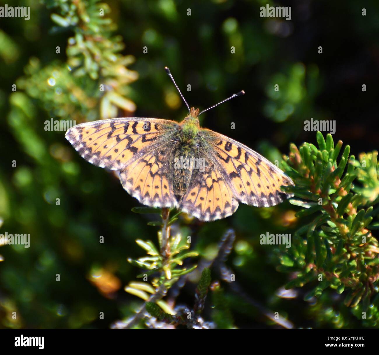 Arctic Fritillary (Boloria chariclea Stock Photo - Alamy