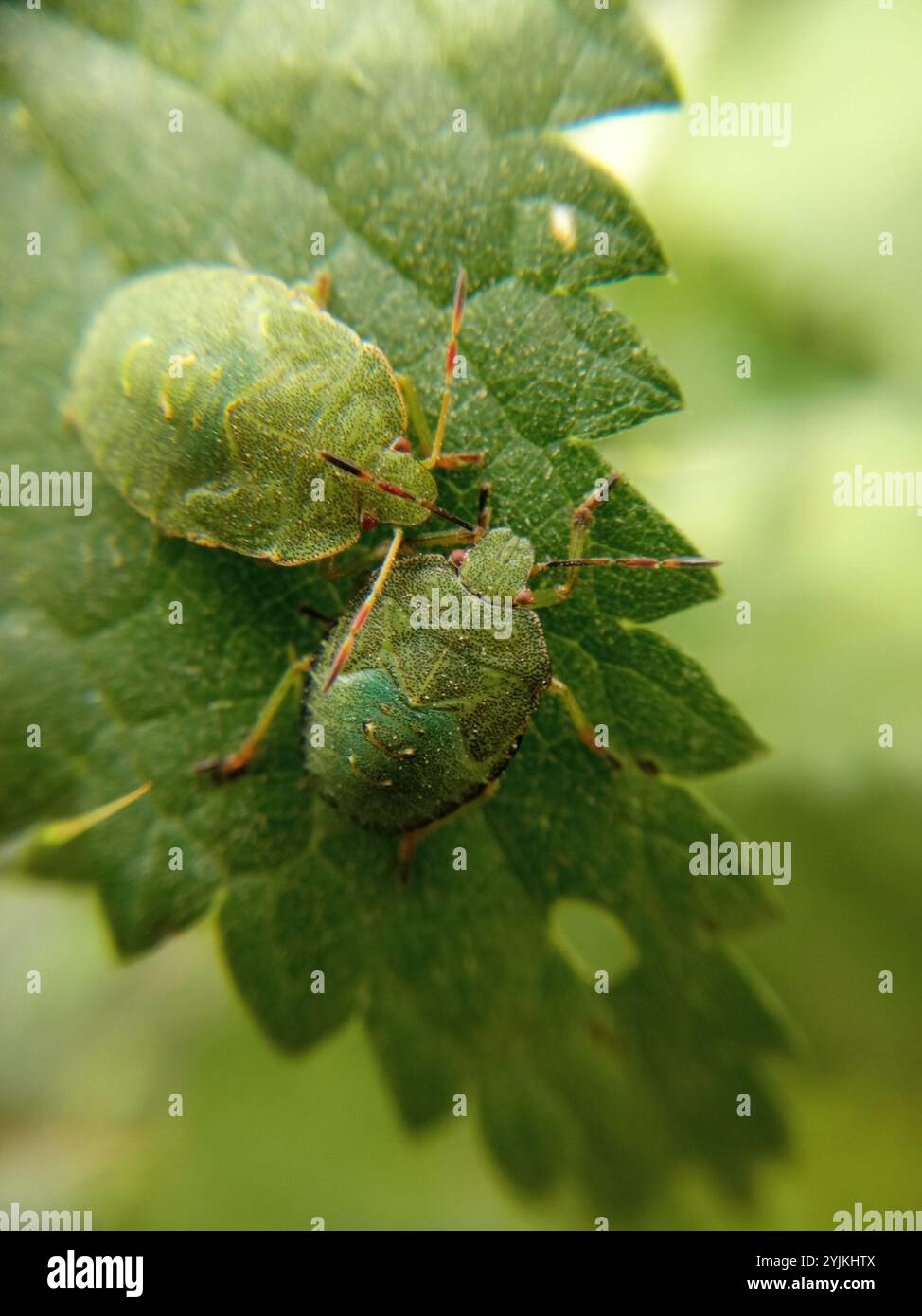 Green Shield Bug (Palomena prasina Stock Photo - Alamy