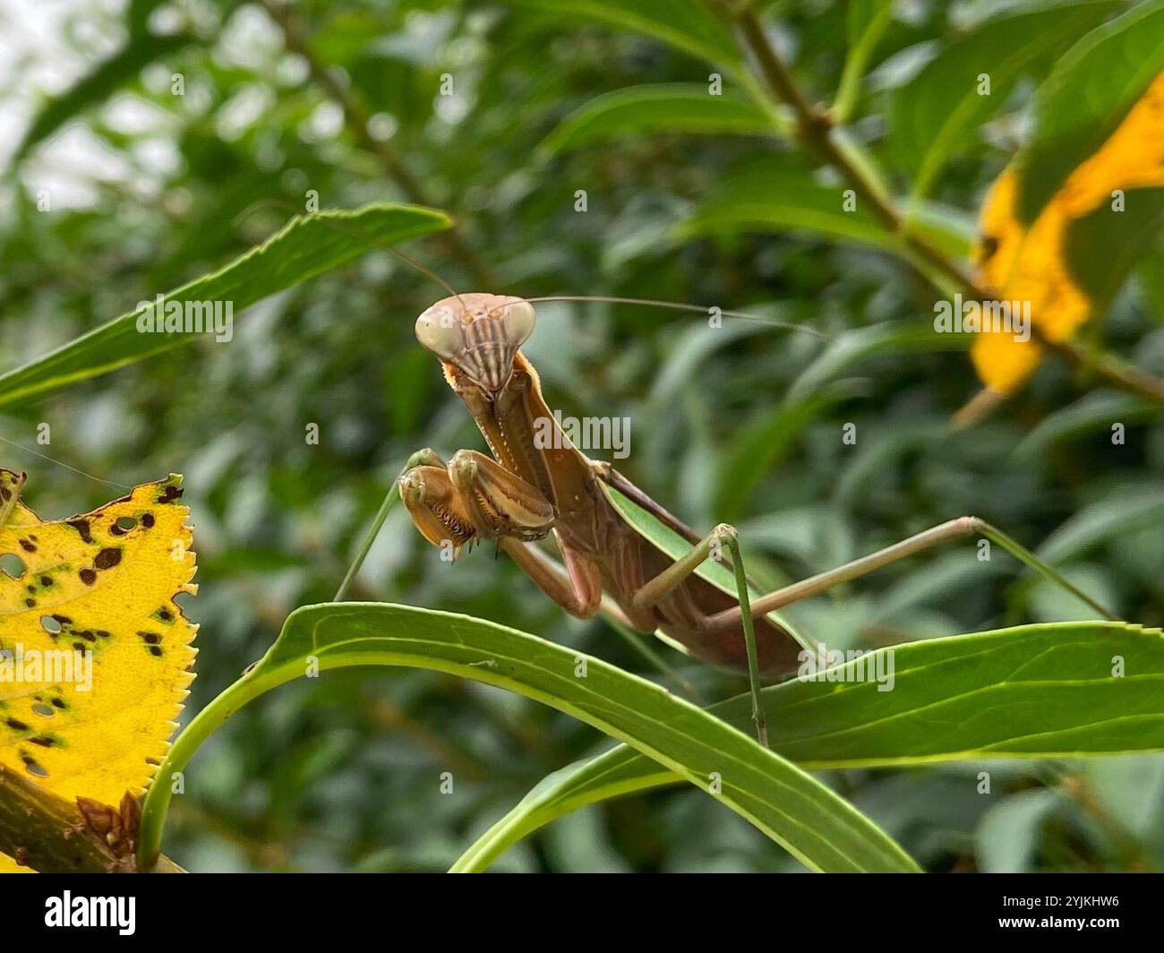 Chinese Mantis (Tenodera sinensis Stock Photo - Alamy