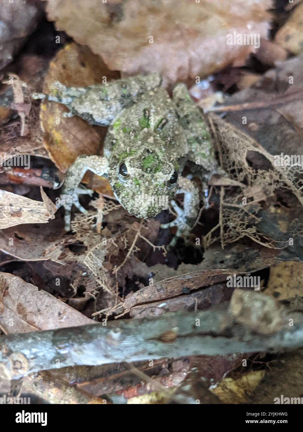 Northern Cricket Frog (Acris crepitans Stock Photo - Alamy