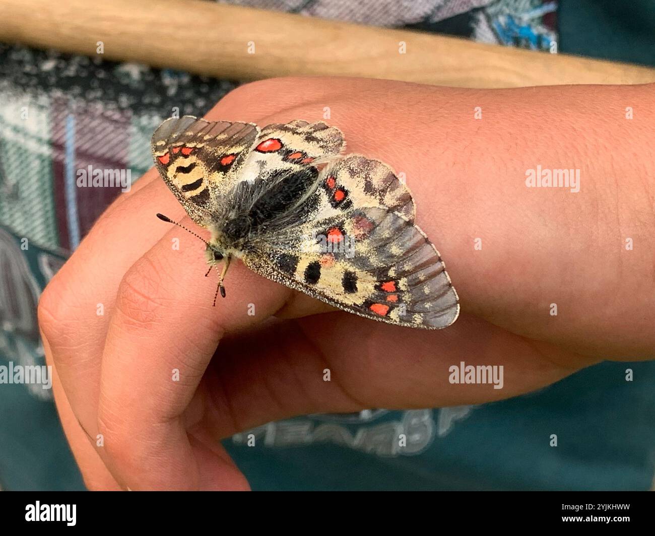 Rocky Mountain Parnassian (Parnassius smintheus Stock Photo - Alamy
