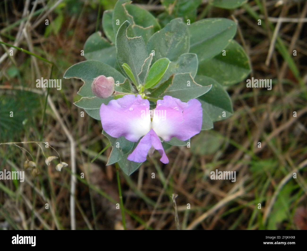 Water blossom pea (Podalyria calyptrata Stock Photo - Alamy