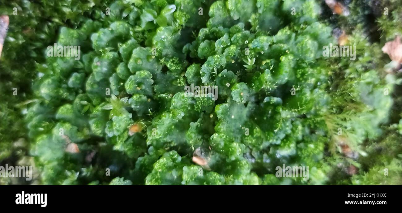common pellia (Pellia epiphylla Stock Photo - Alamy