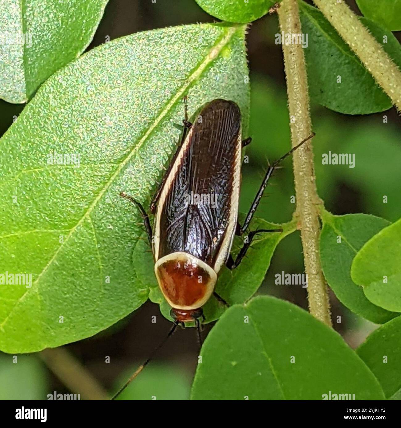 Pale bordered field cockroach hi-res stock photography and images - Alamy