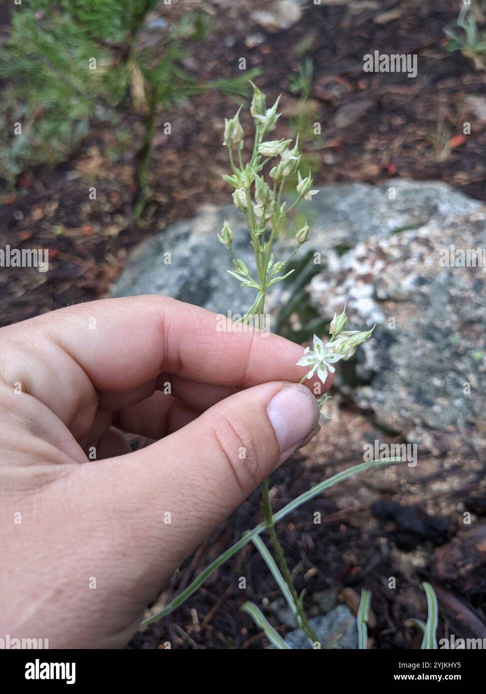 whitestem frasera (Frasera albicaulis Stock Photo - Alamy
