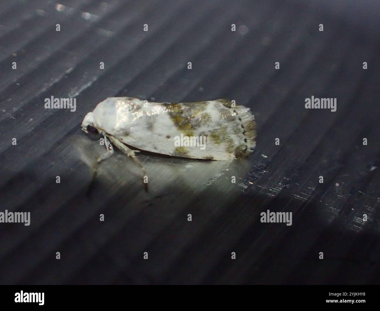 Olive-shaded Bird-dropping Moth (Ponometia candefacta Stock Photo - Alamy