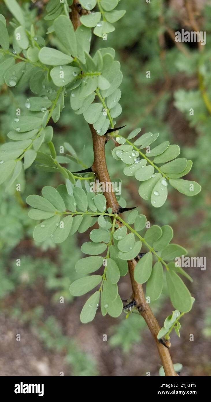 desert ironwood (Olneya tesota Stock Photo - Alamy