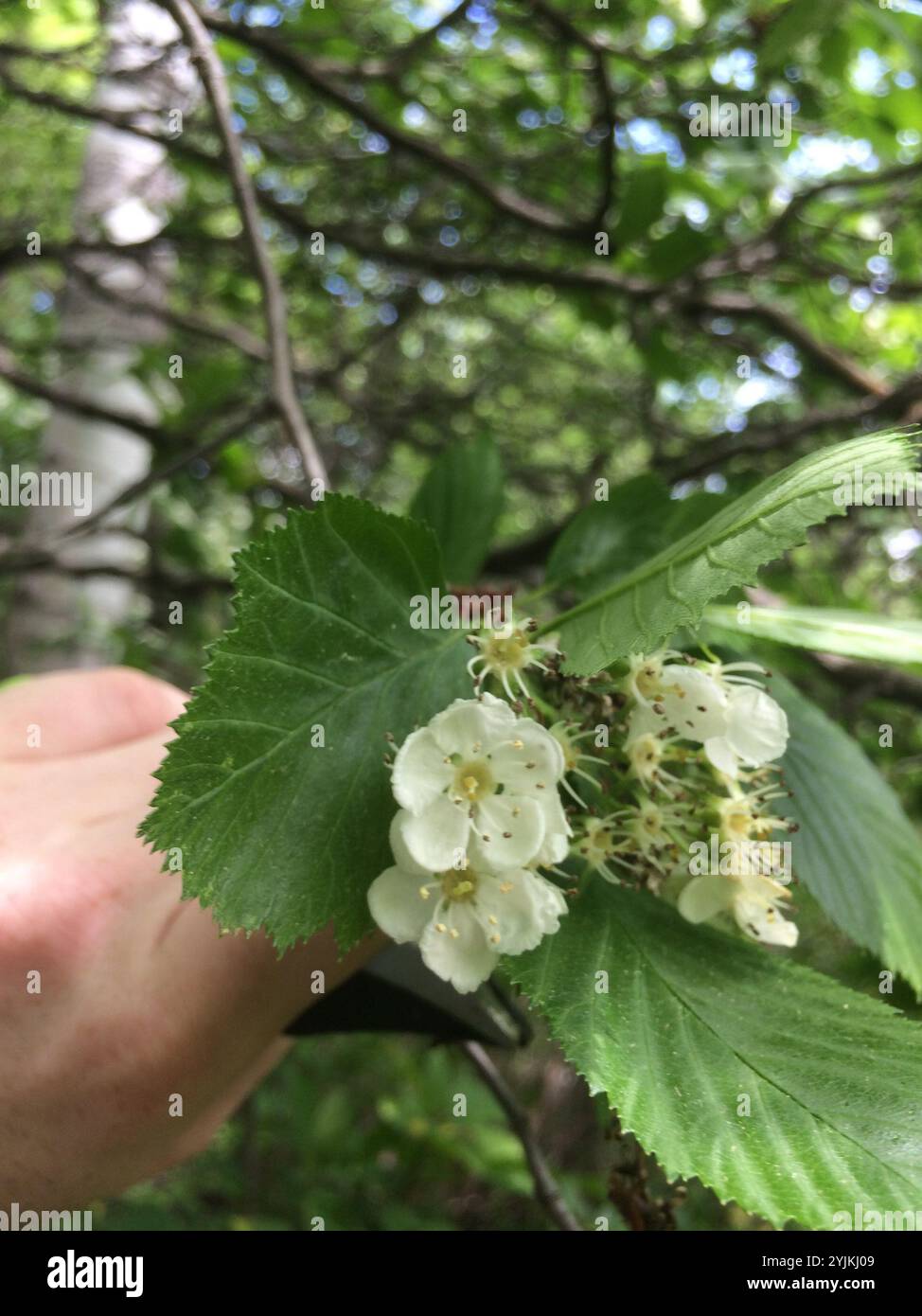 Large-thorn hawthorn (Crataegus macracantha Stock Photo - Alamy