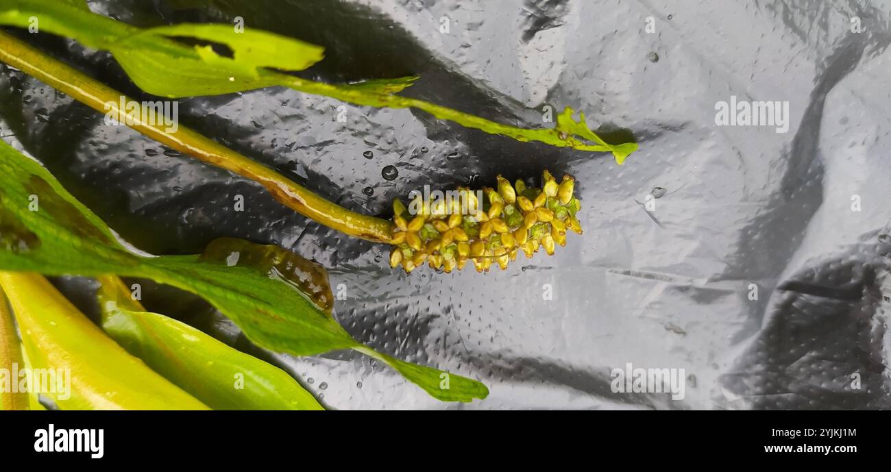 Northern Pondweed (Potamogeton alpinus Stock Photo - Alamy