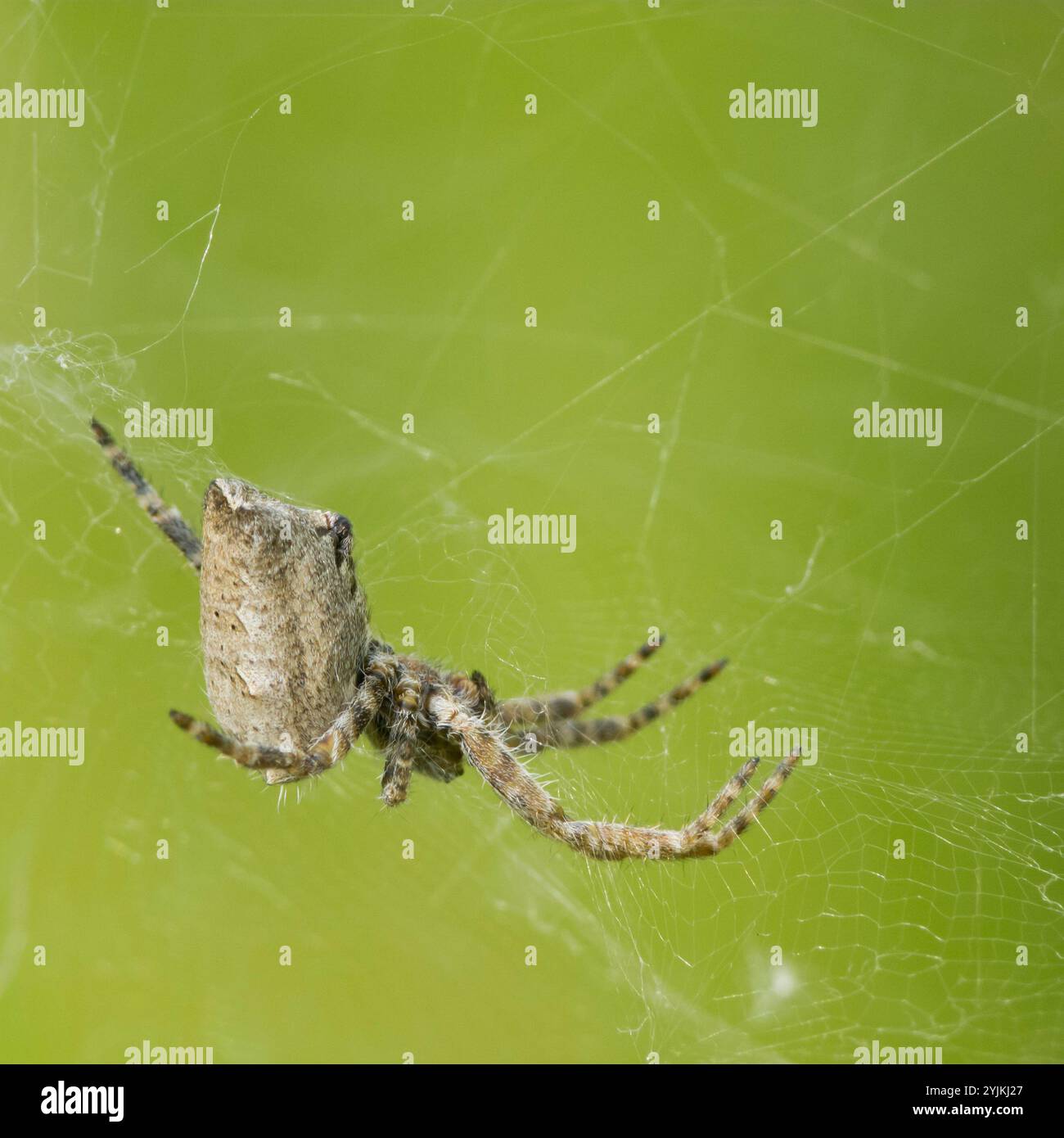 Tropical Tent-web Spider (Cyrtophora citricola Stock Photo - Alamy
