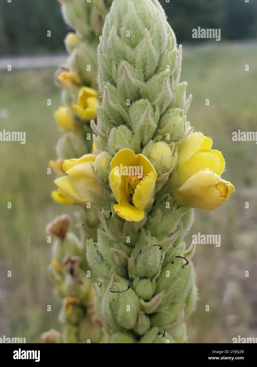great mullein (Verbascum thapsus Stock Photo - Alamy
