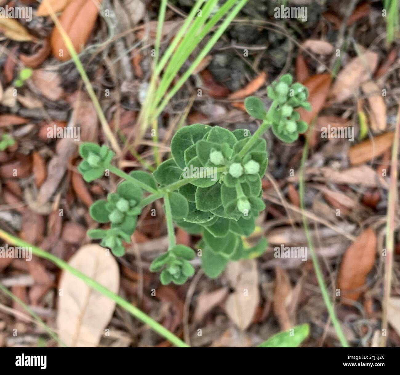 Tortifolius hi-res stock photography and images - Alamy
