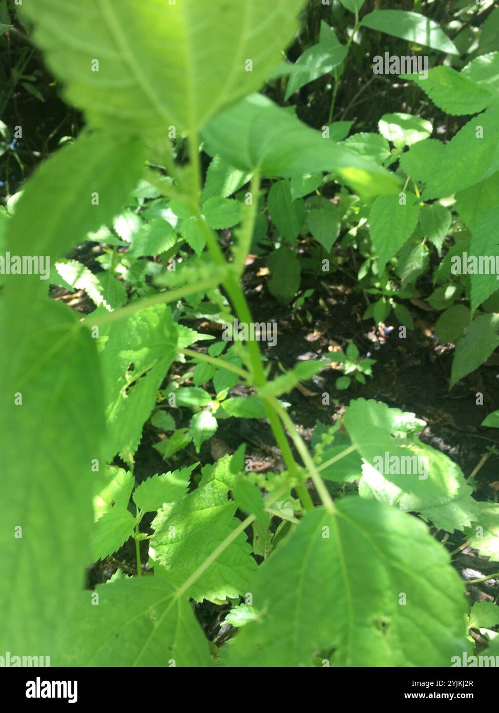 false nettle (Boehmeria cylindrica Stock Photo - Alamy