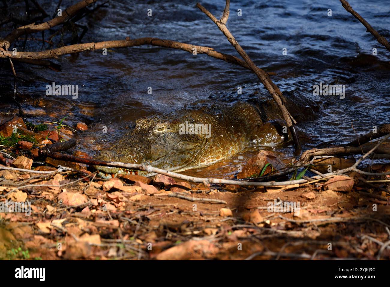 Crocodile resting, indian forest Stock Photo - Alamy