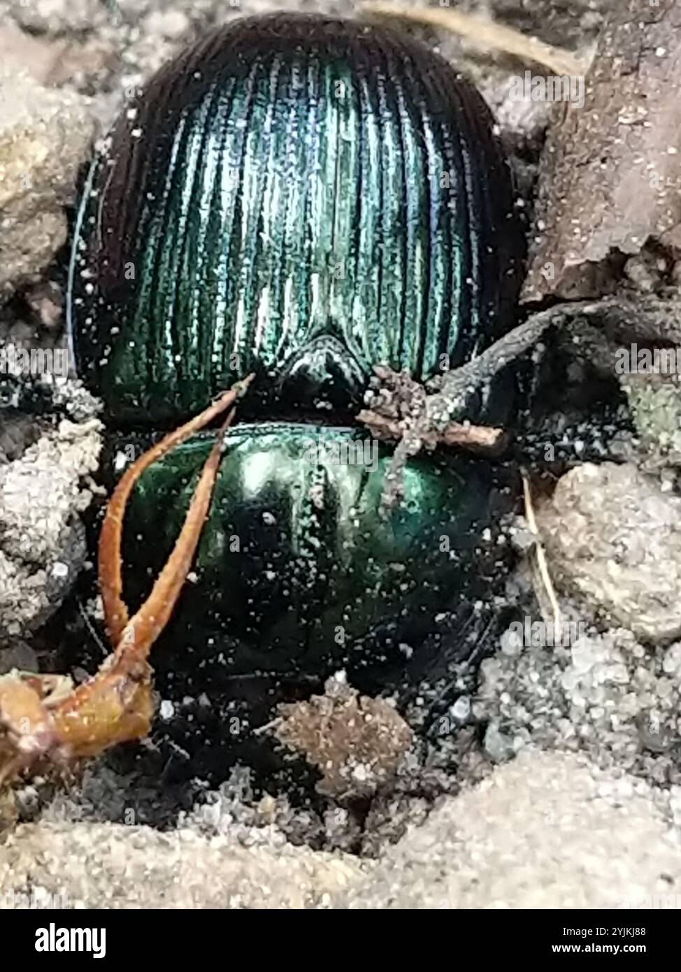 Baly's Earth-boring Beetle (Geotrupes balyi Stock Photo - Alamy