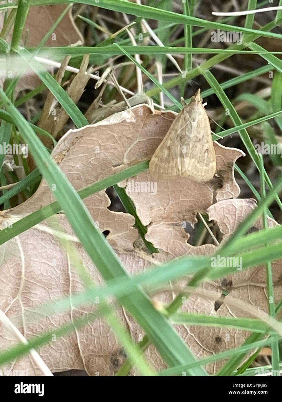 Garden Webworm Moth (Achyra rantalis Stock Photo - Alamy
