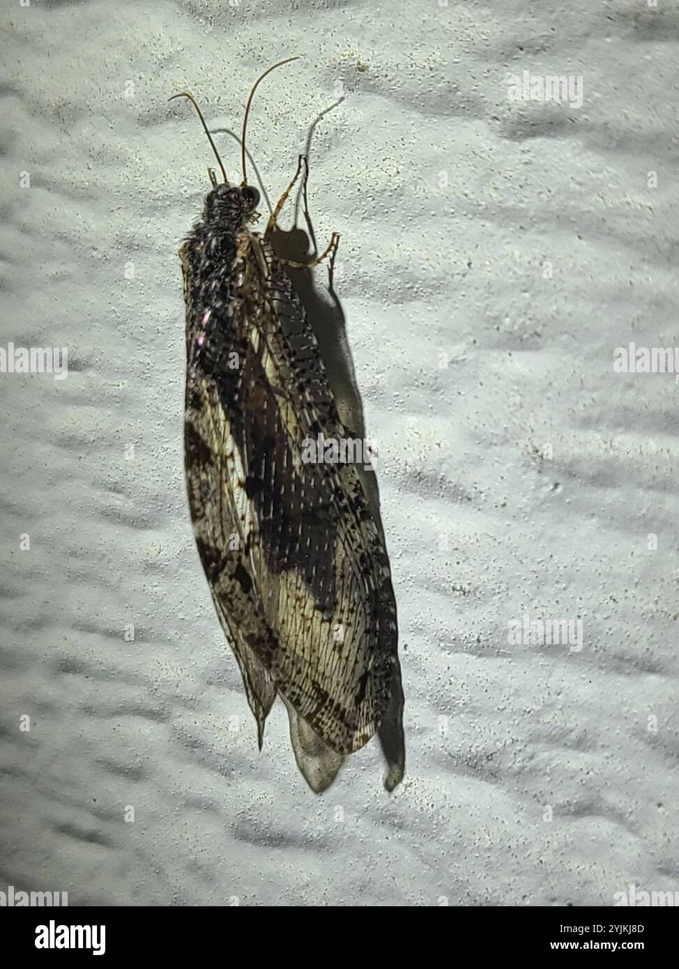 Giant Lacewing (Polystoechotes punctata Stock Photo - Alamy