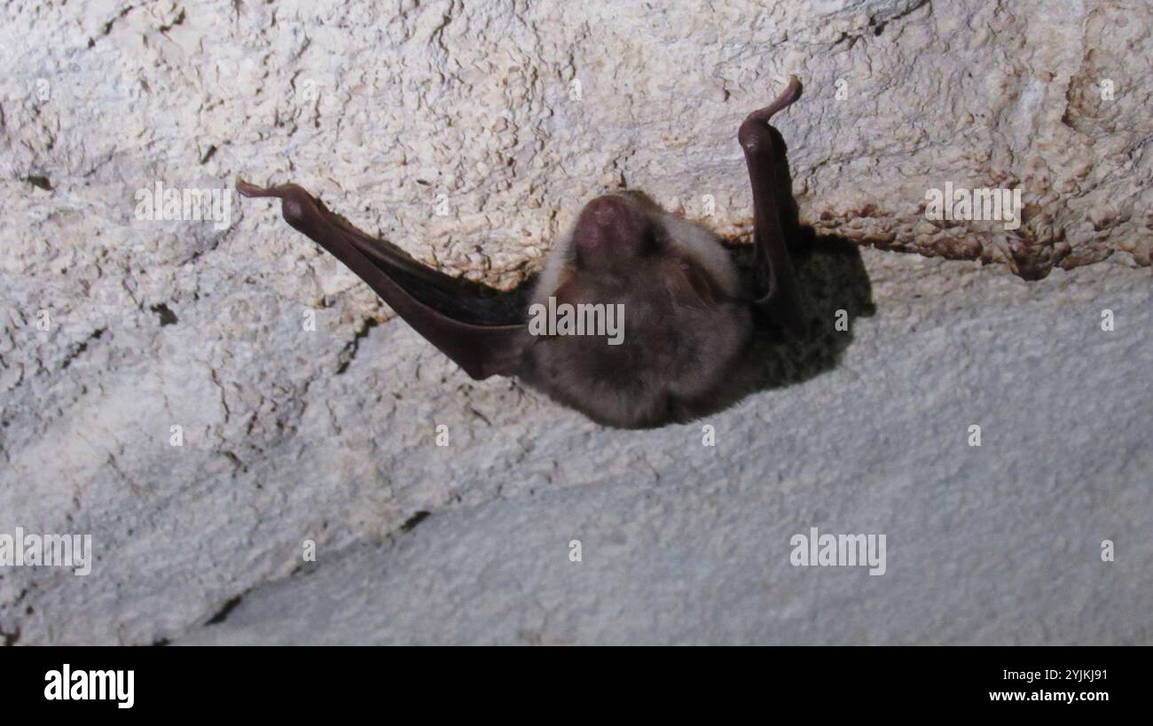 Lesser mouse-eared bat (Myotis blythii Stock Photo - Alamy