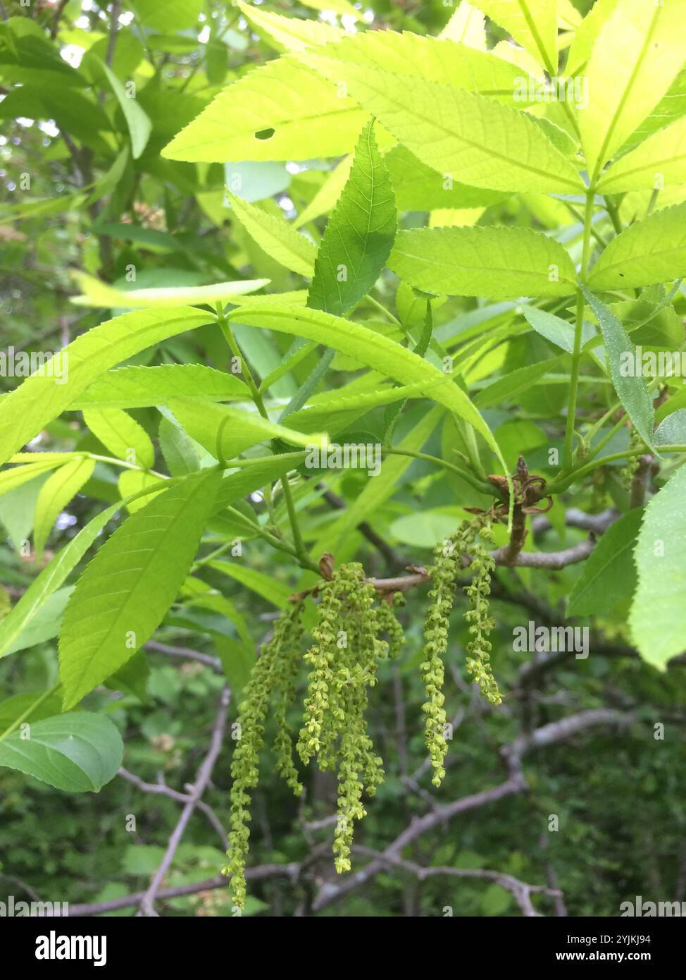 bitternut hickory (Carya cordiformis Stock Photo - Alamy