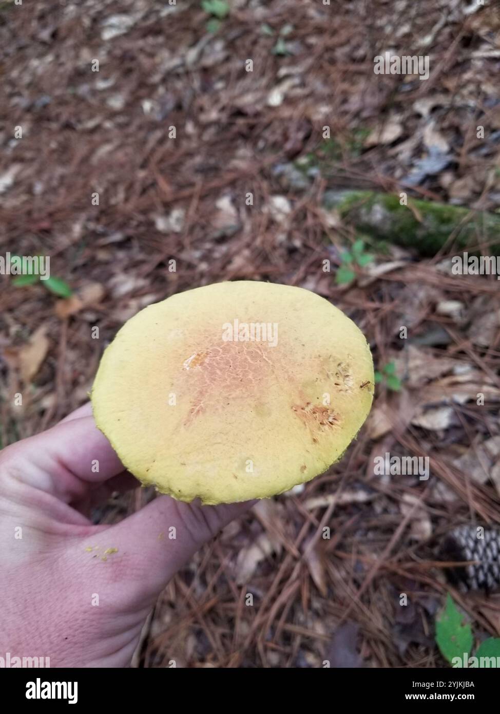 powdery sulfur bolete (Pulveroboletus ravenelii Stock Photo - Alamy