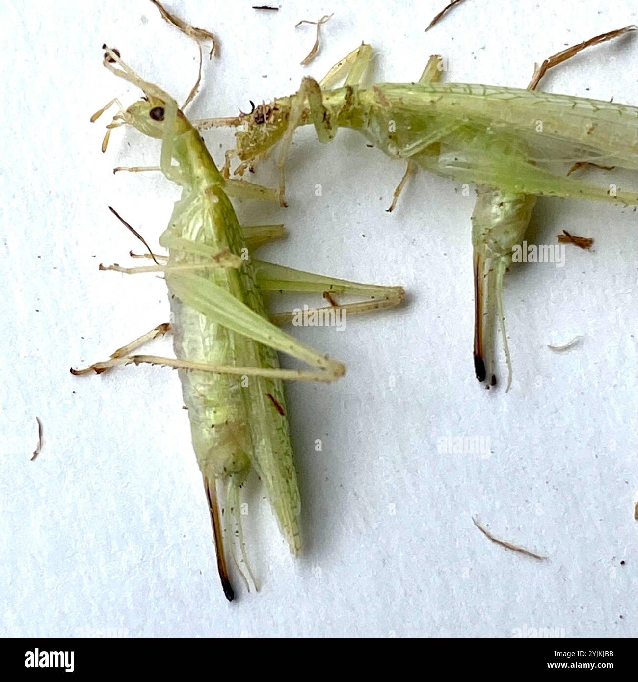 Common Tree Crickets (Oecanthus Stock Photo - Alamy