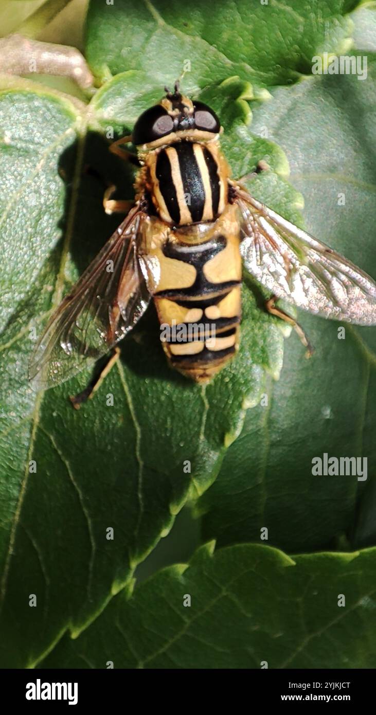 Sun Fly (Helophilus pendulus Stock Photo - Alamy