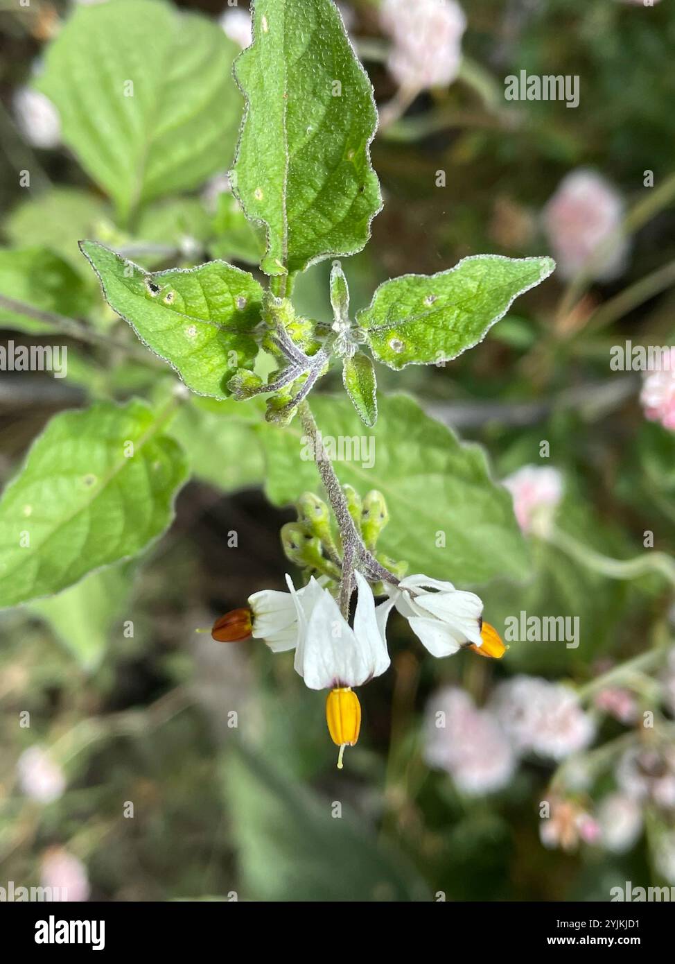 greenspot nightshade (Solanum douglasii Stock Photo - Alamy