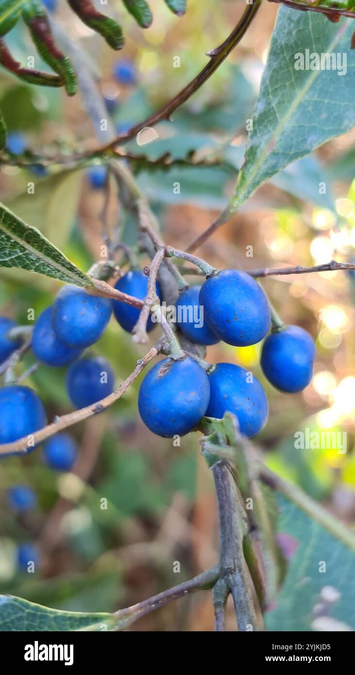 Blueberry ash (Elaeocarpus reticulatus Stock Photo - Alamy