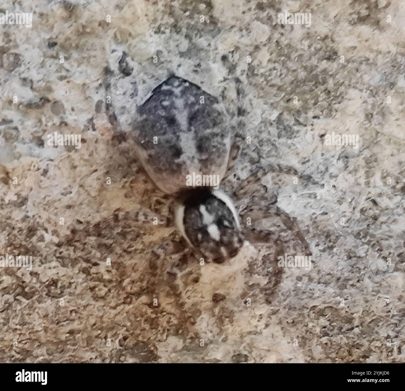 Half-edged Wall Jumping Spider (Menemerus semilimbatus Stock Photo - Alamy
