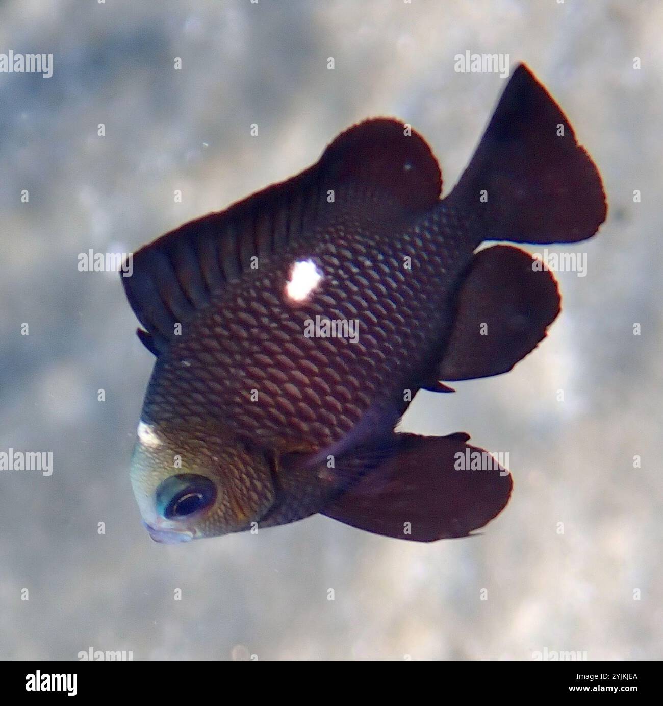 Three-spot Dascyllus (Dascyllus trimaculatus Stock Photo - Alamy