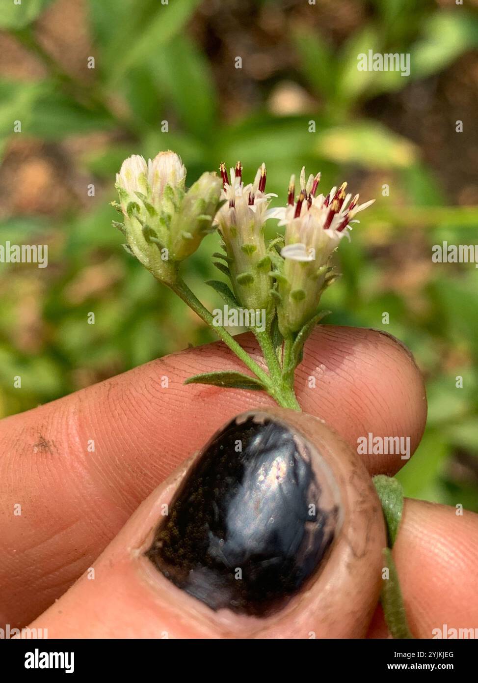 Oregon whitetop aster (Sericocarpus oregonensis Stock Photo - Alamy