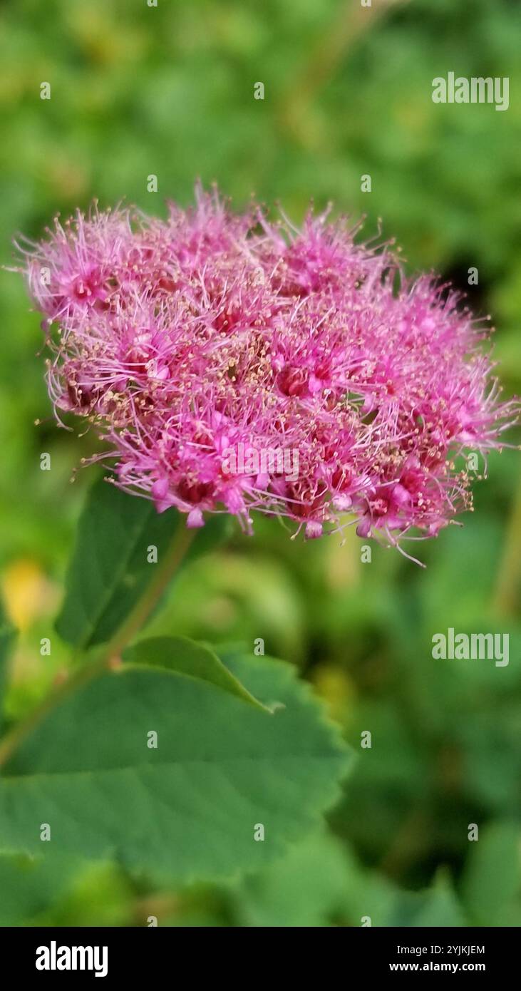 Mountain Spirea (Spiraea splendens Stock Photo - Alamy