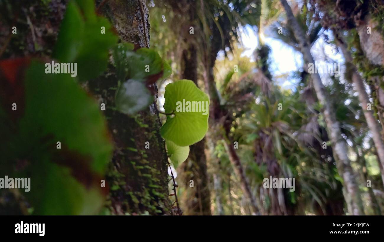 kidney fern (Hymenophyllum nephrophyllum Stock Photo - Alamy