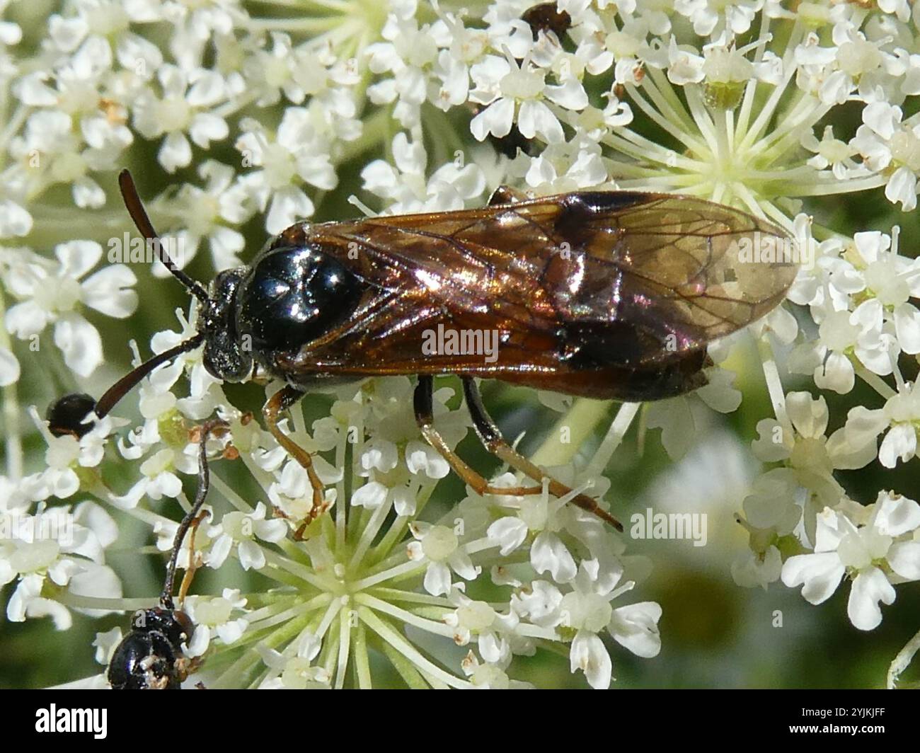 Argid sawflies hi-res stock photography and images - Alamy