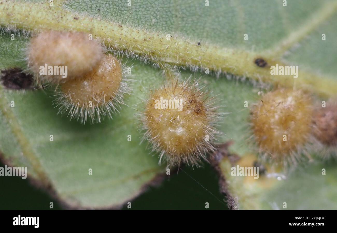 Hickory Placenta Gall Midge (Caryomyia thompsoni Stock Photo - Alamy