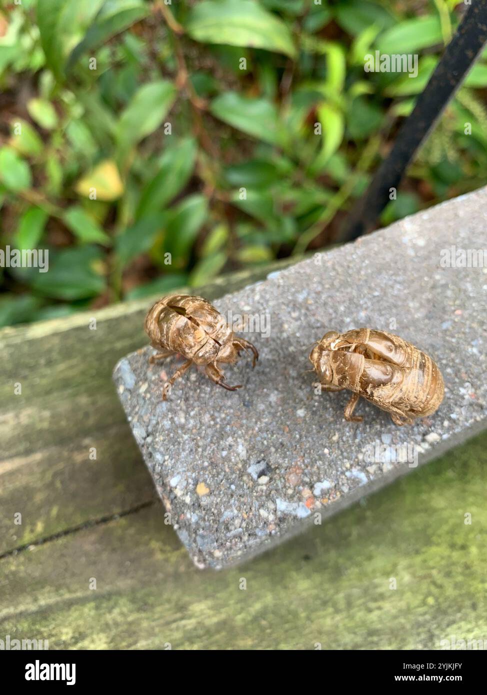 Typical Cicadas (Cicadidae Stock Photo - Alamy