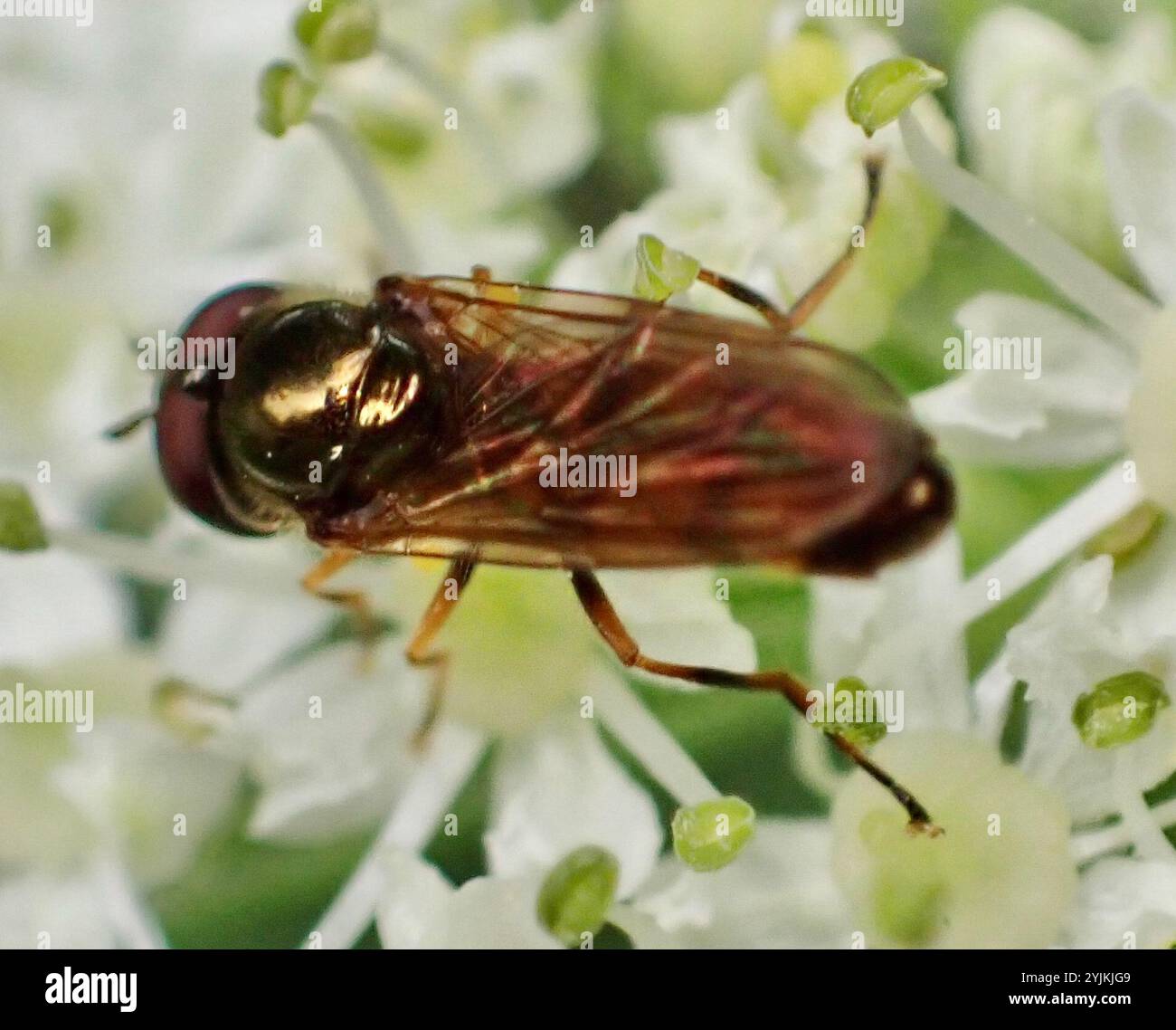 Variable Duskyface Fly (Melanostoma mellinum Stock Photo - Alamy
